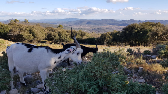 Die Bergerie du Défens - Wanderung